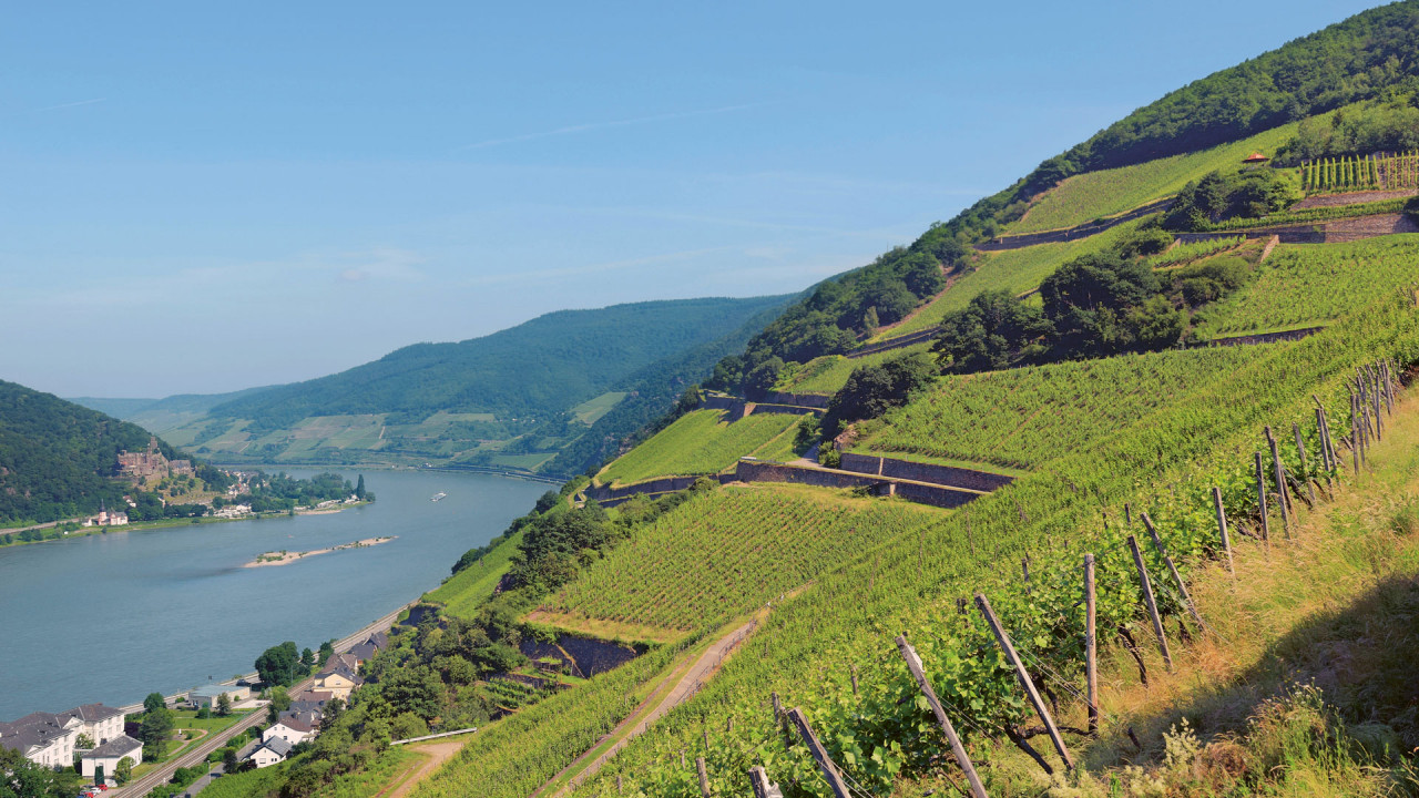 August Kesseler Riesling 2024 Erste Lage Erbacher Steinmorgen, Rheingau