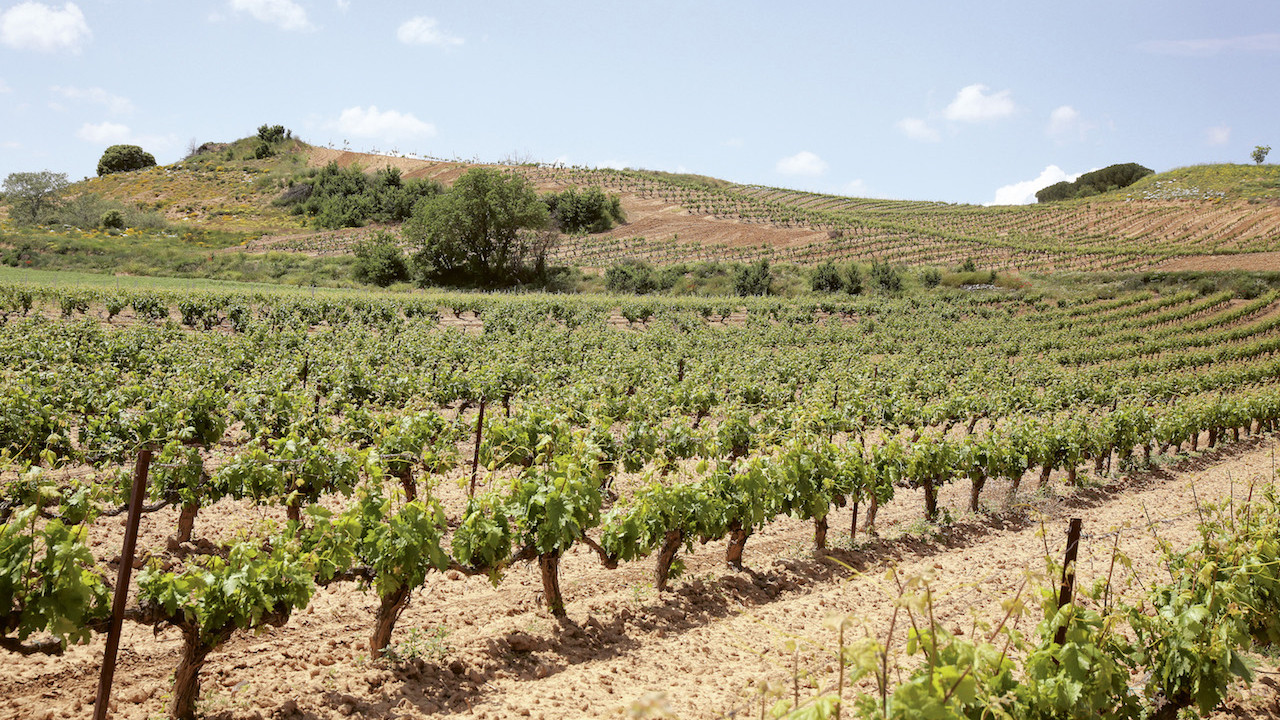 Alidis Tinto, Viña Mambrilla 2022