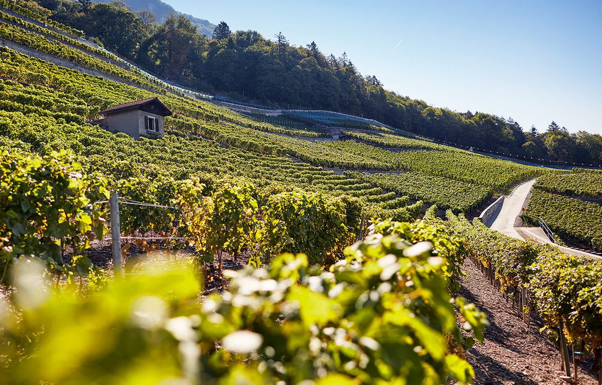 Yvorne Grand Cru «Reservé Philipp Schwander» 2025 Domaine de la Pierre ...